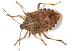 Biosecurity: Insect infestation on ships - The International Institute ...